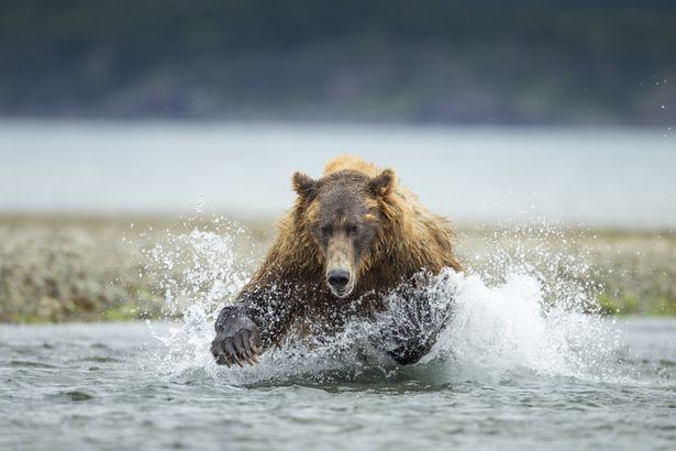 Incredible Photos of Wild Animals | Cheapism.com