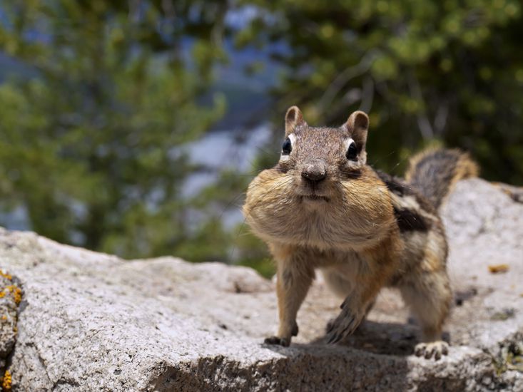 Incredible Photos of Wild Animals