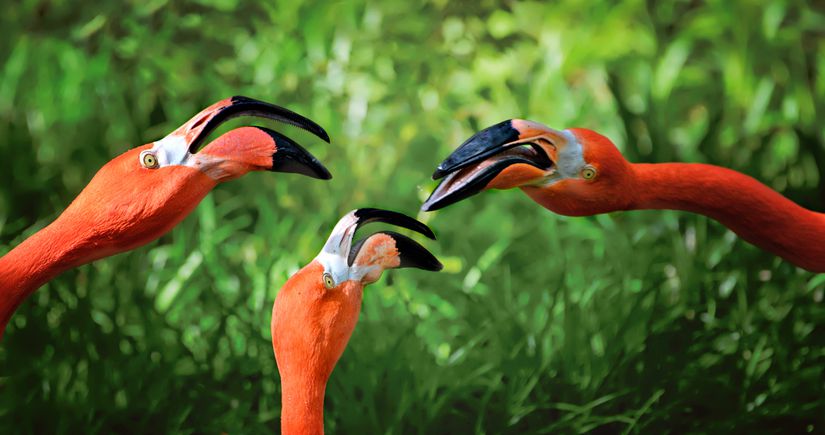 Incredible Photos of Wild Animals